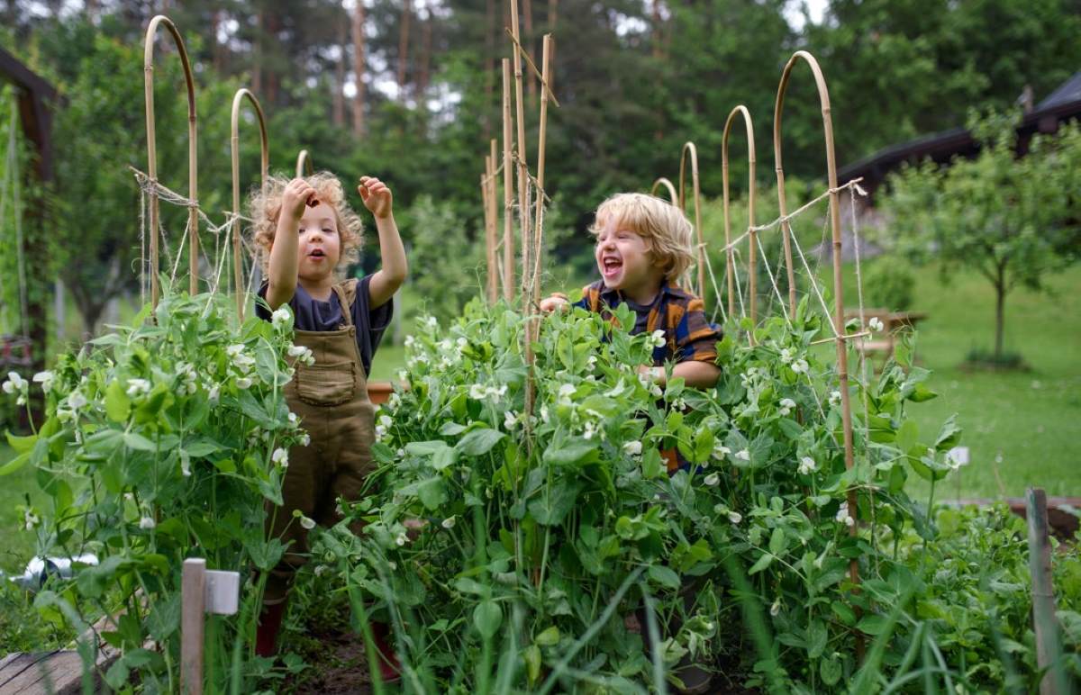 Get Started with Urban Gardening | Crown Asia